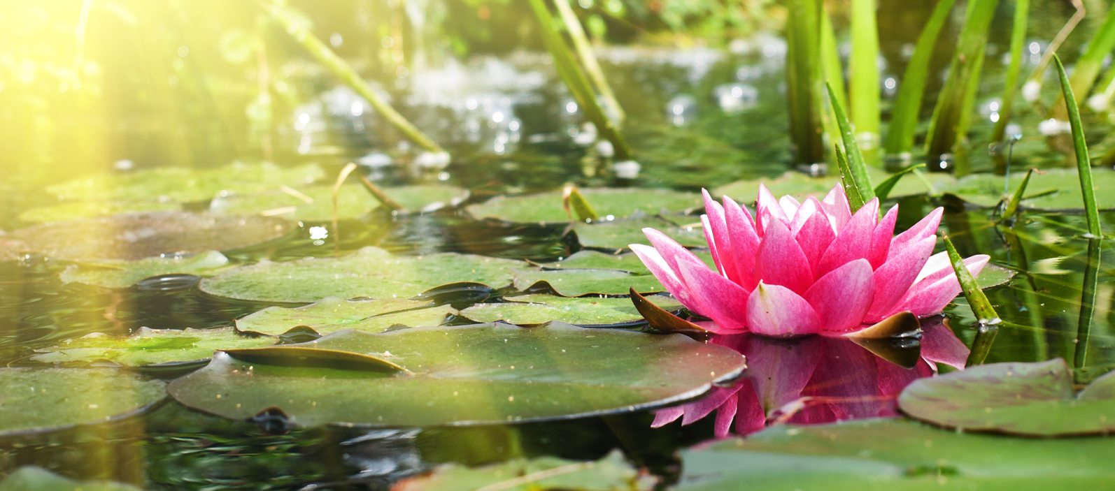 Supplements - Holistic Integrative Wellness Centre